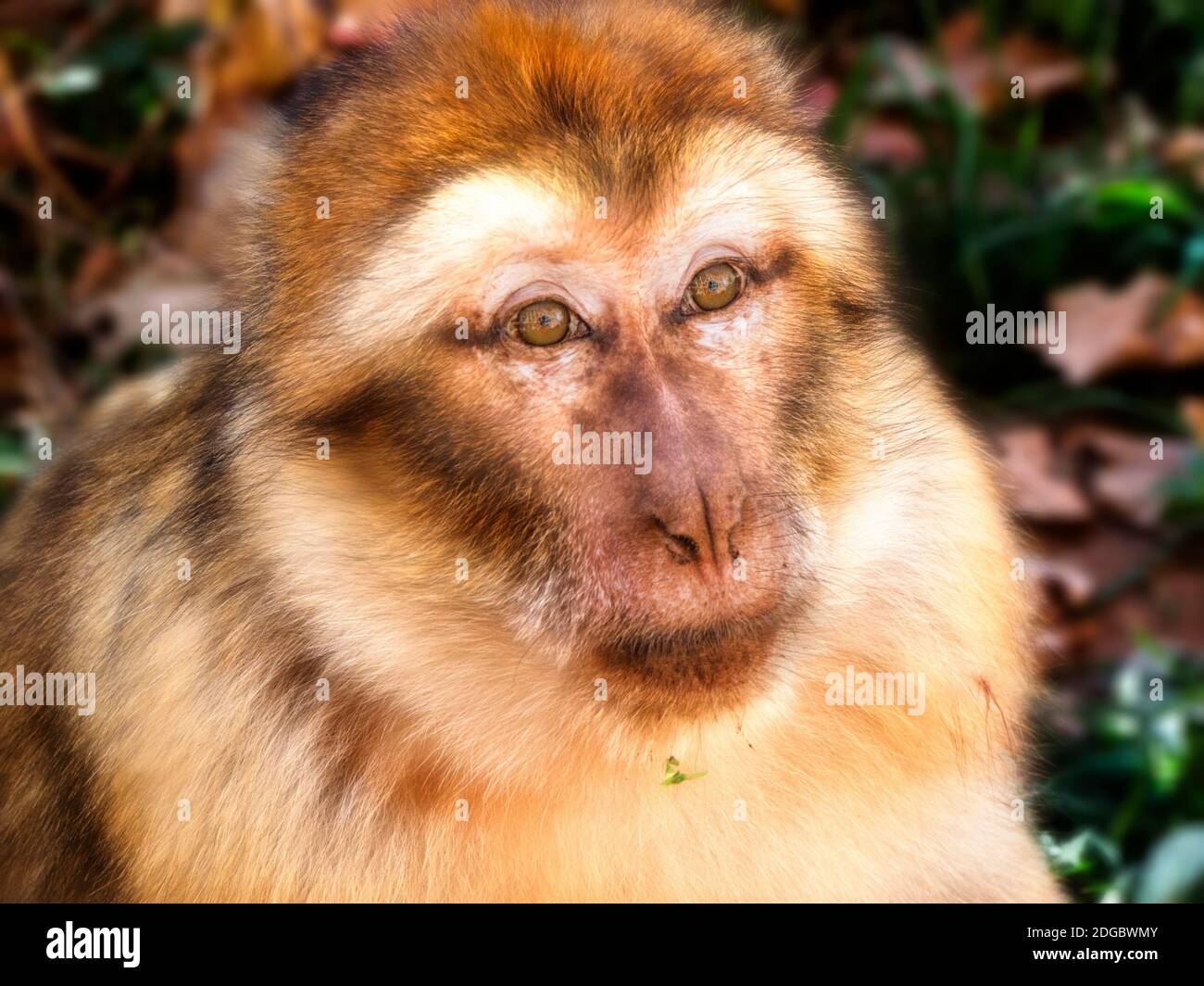 Barbary monkey morocco hi-res stock photography and images - Alamy