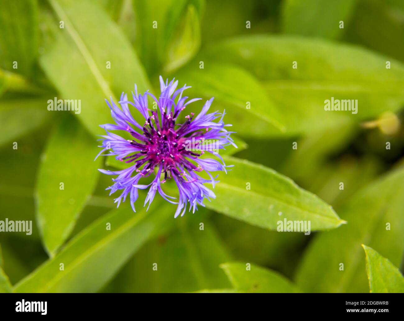 Beautiful purple flower close hi-res stock photography and images - Alamy