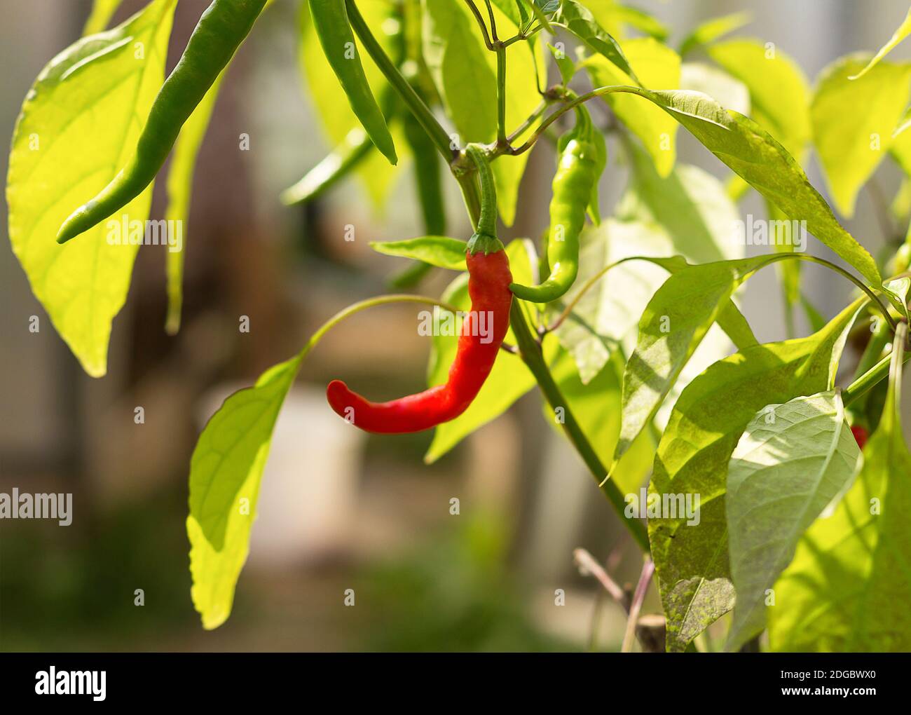 Maturation of red chili pepper grows on a bush with green peppers young ...