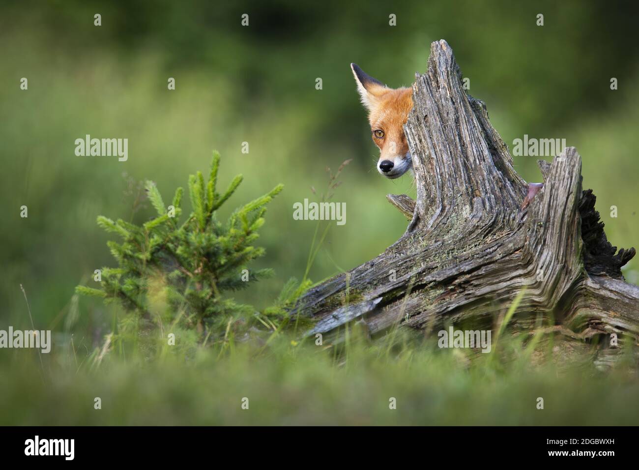 Red fox hiding behind grass hi-res stock photography and images - Alamy