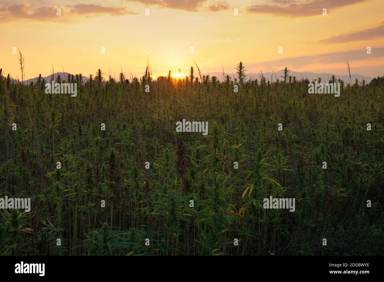 Field of industrial Hemp. Cannabis sativa growing farm Stock Photo - Alamy