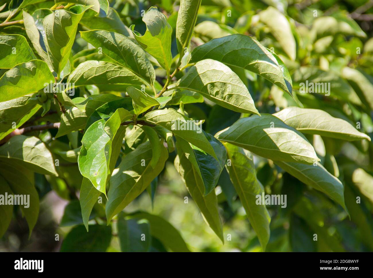 Persimmons growing tree branch hi-res stock photography and images - Alamy