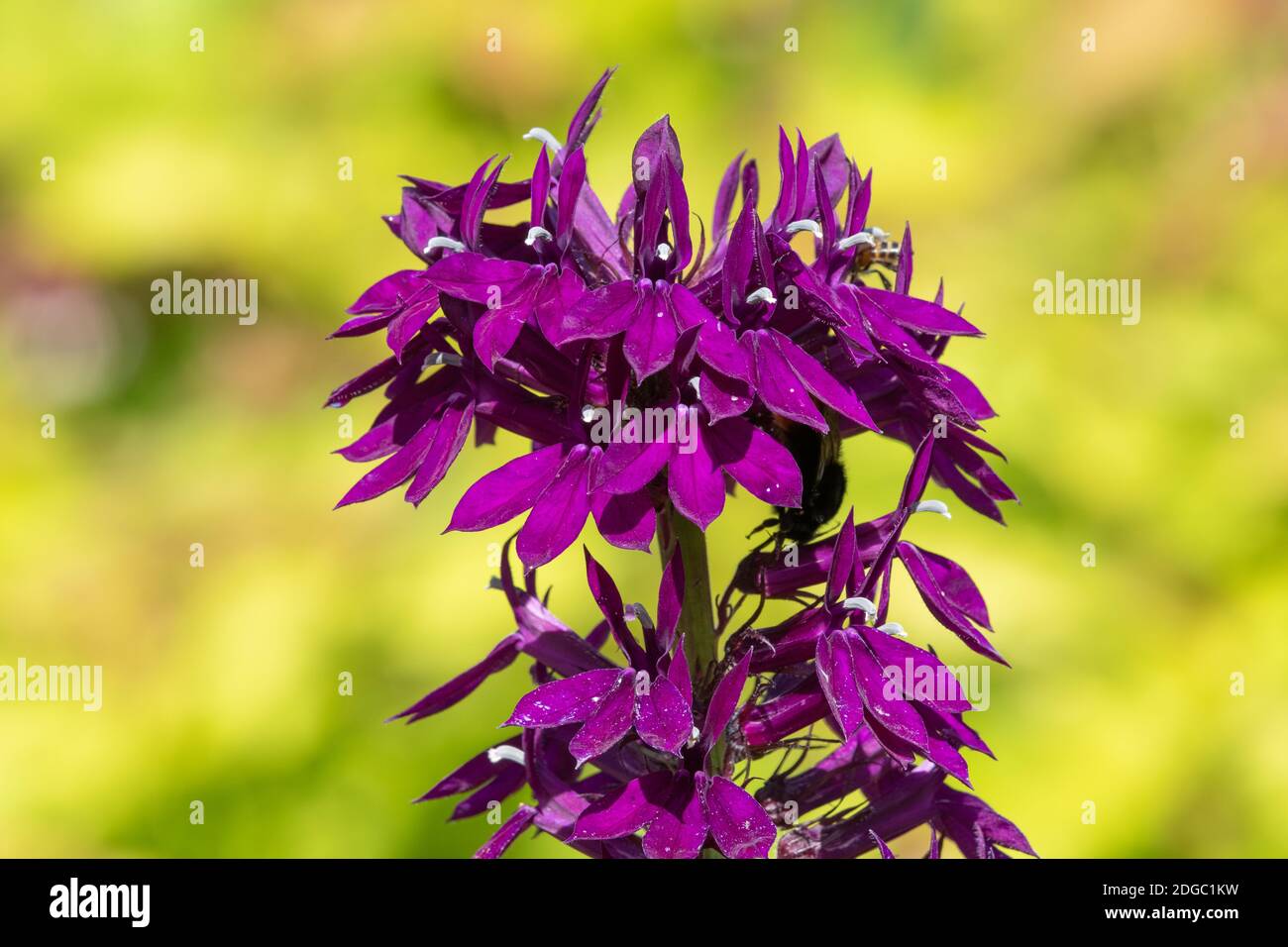 Close up of a purple cardinal flower (lobelia cardinalis) in bloom ...