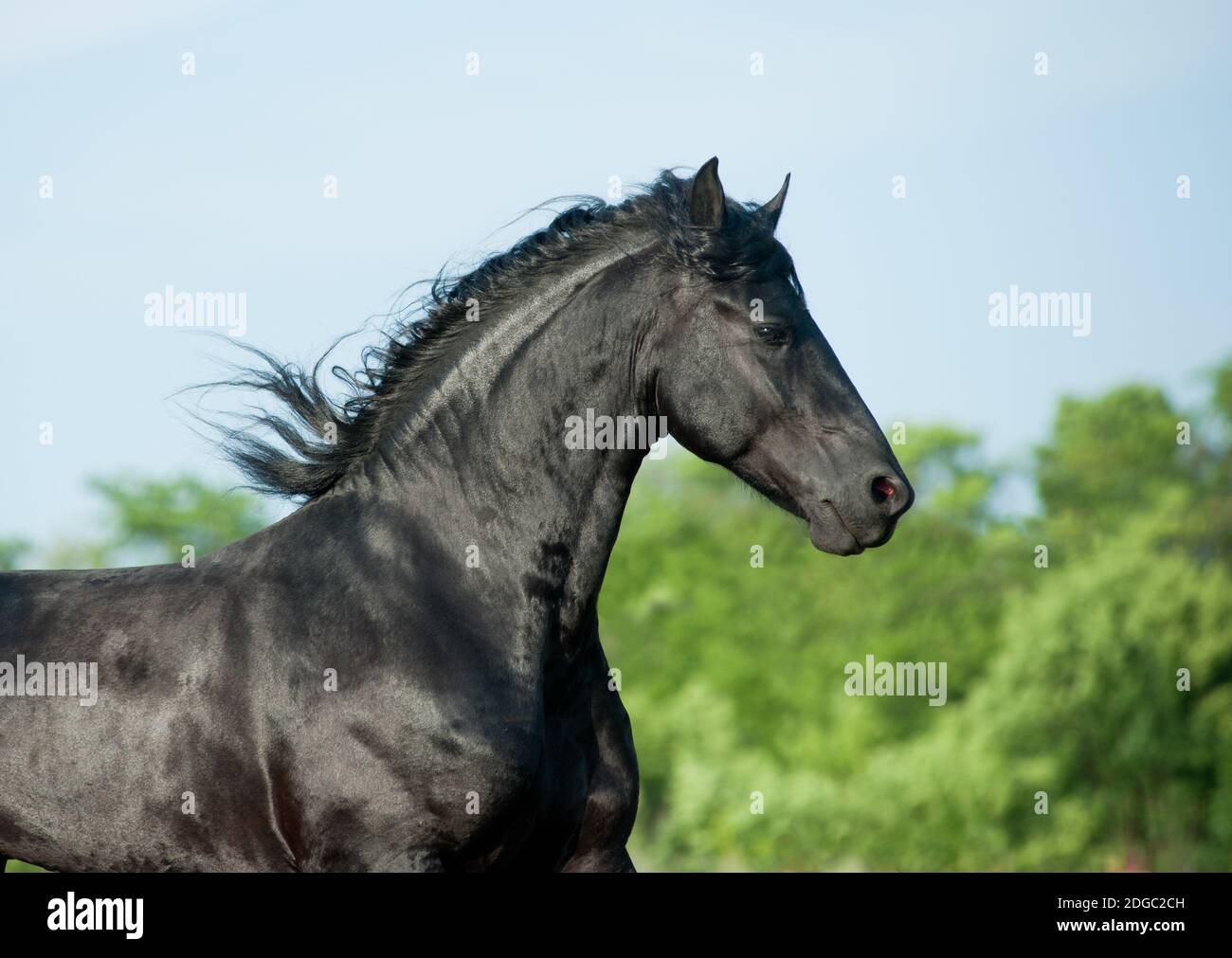 Friesian horse hi-res stock photography and images - Alamy