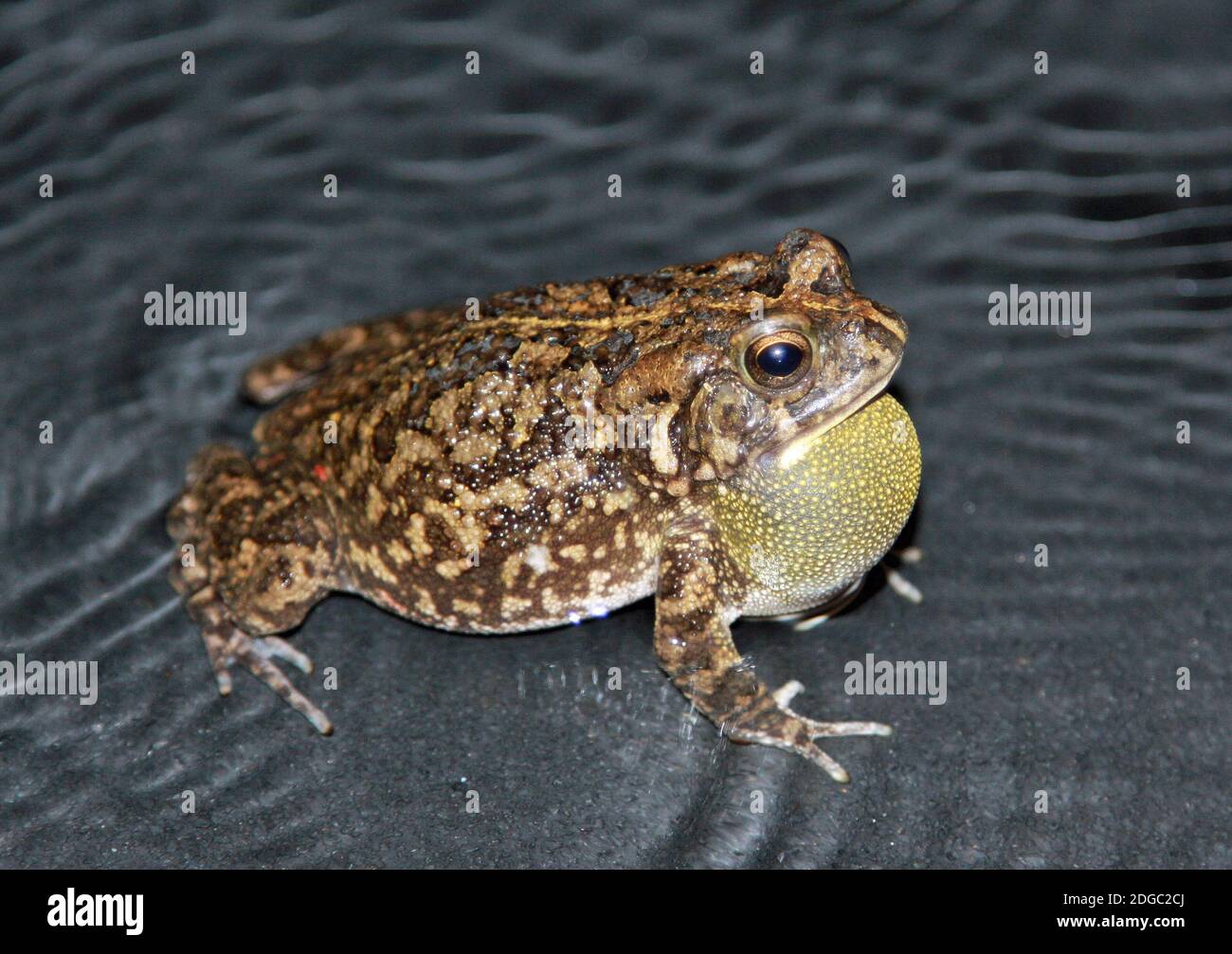 Guttural toad in a swimming pool, Mauritius Stock Photo - Alamy
