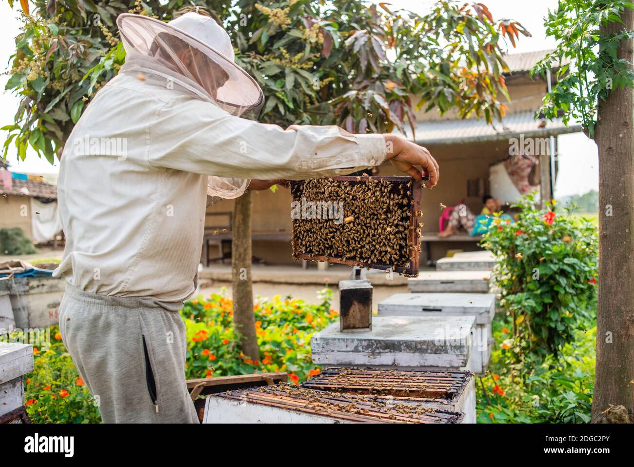 A Nepali beekeeper inspects beehives at a bee farm in Sauraha, Chitwan ...