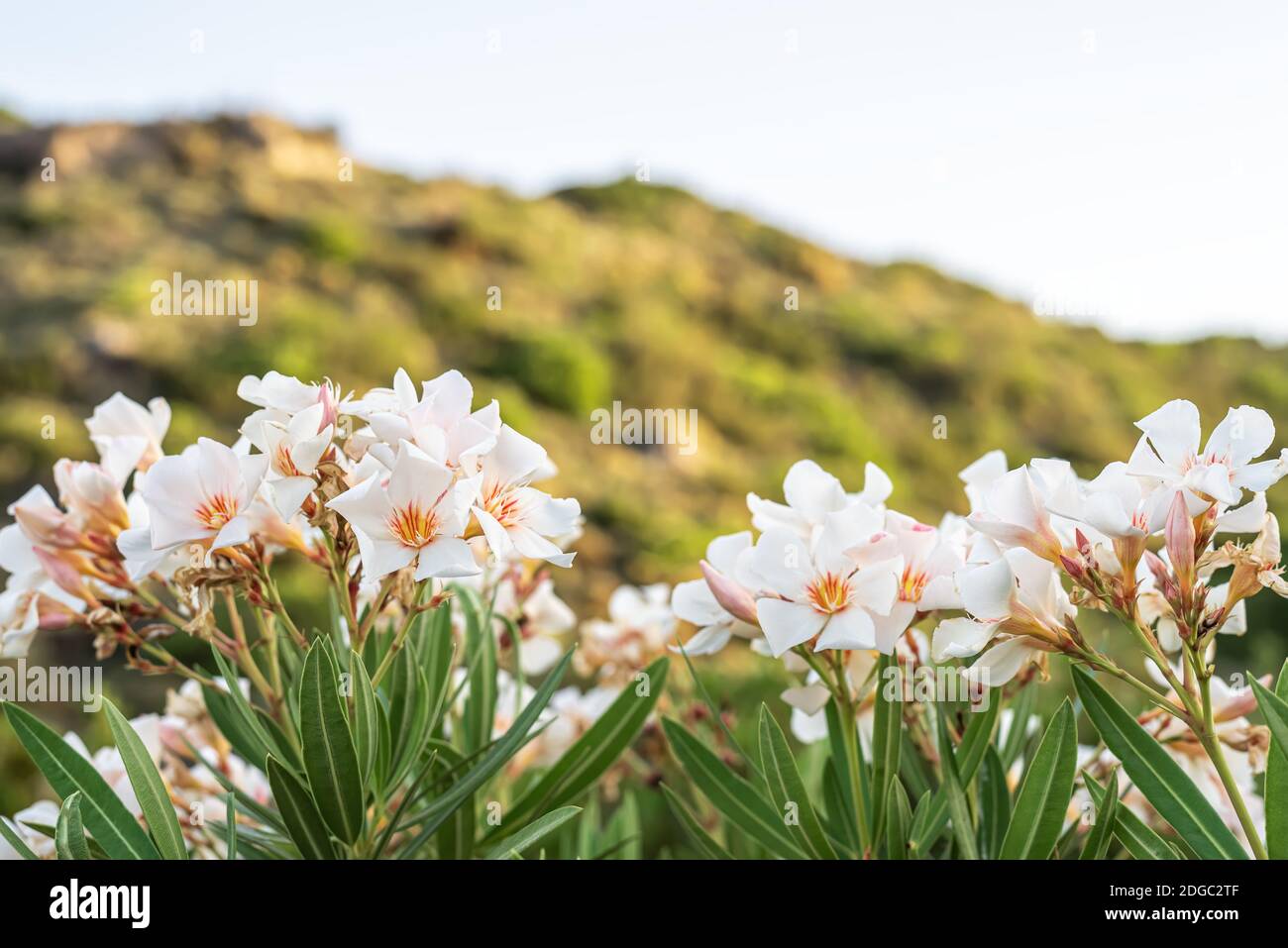 Oleander Ground Up Seeds