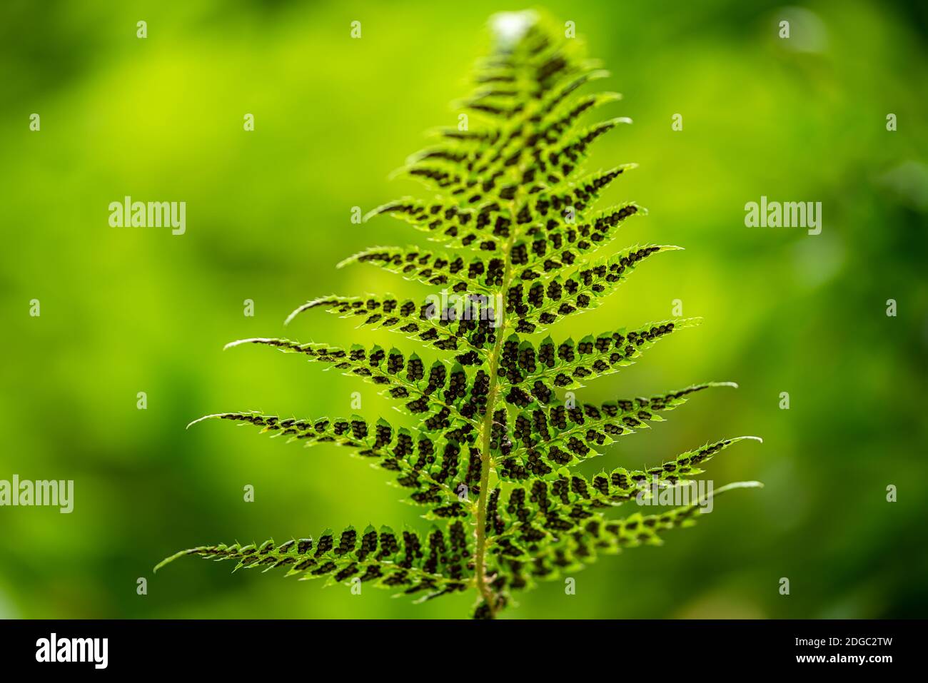 Fern seed hi-res stock photography and images - Alamy