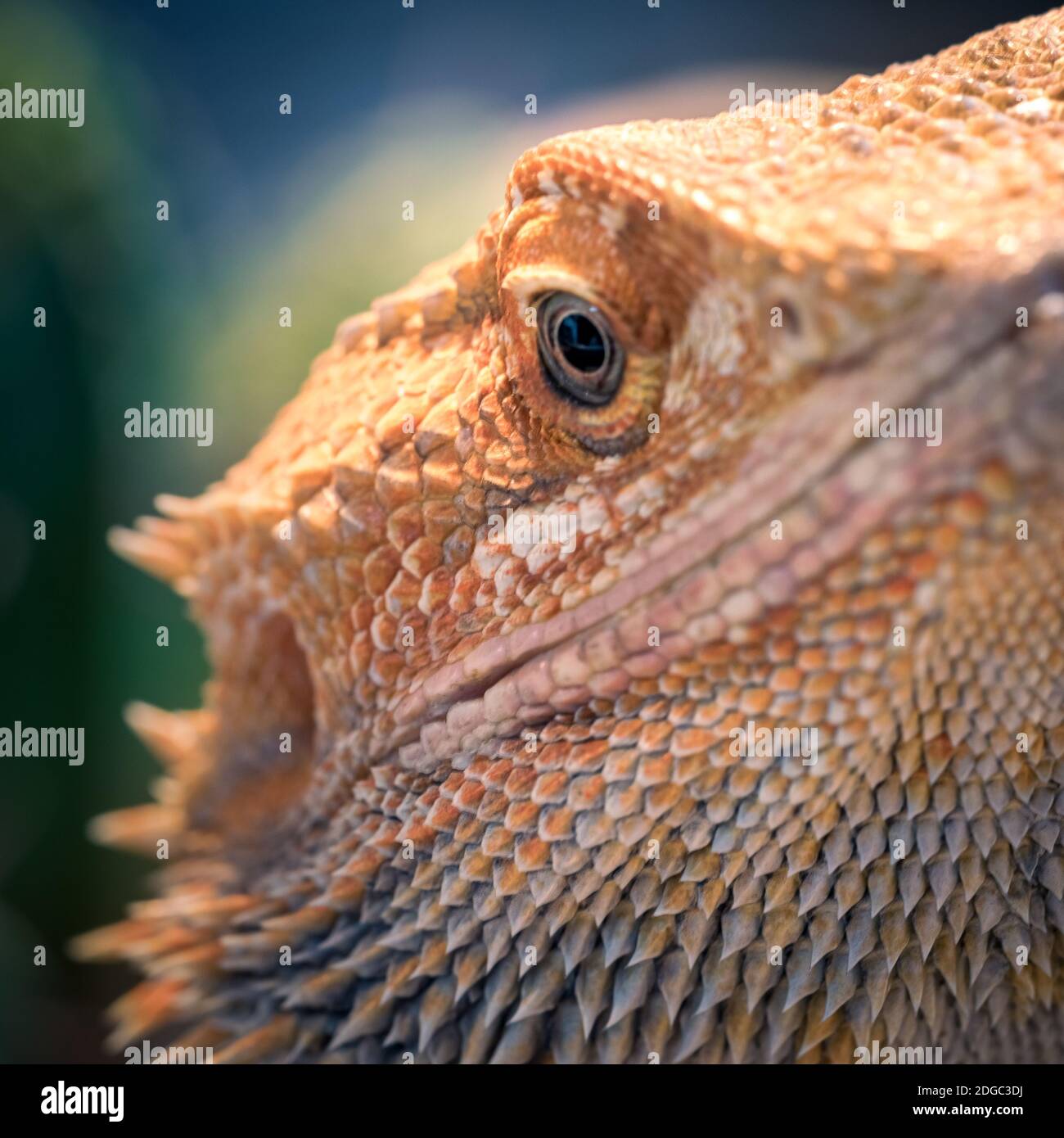 Pogona isolated hi-res stock photography and images - Alamy