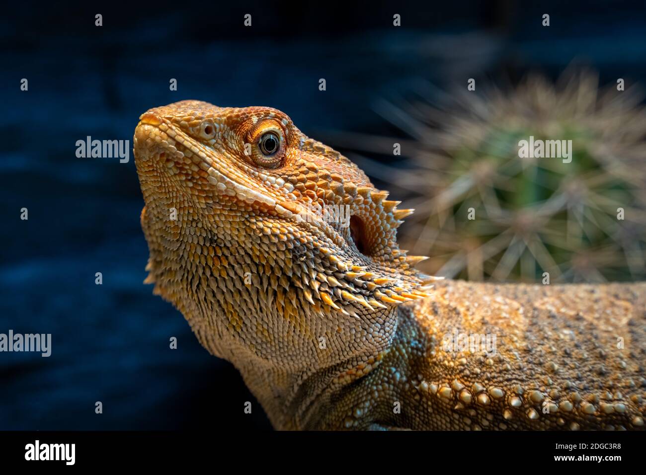 Pogona Vitticeps Open Mouth High Resolution Stock Photography and ...