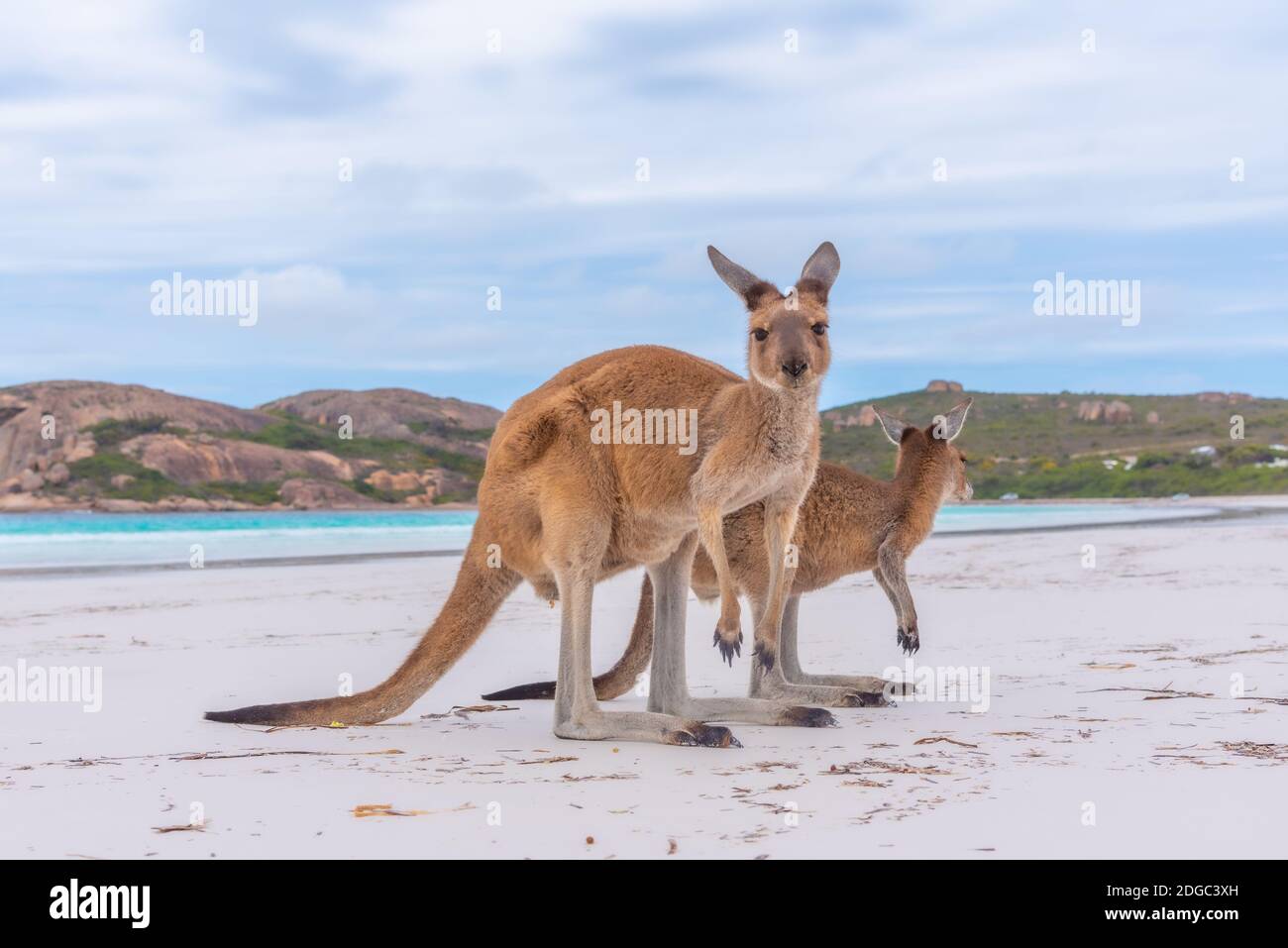 Kangaroos at Lucky Bay in Australia Stock Photo - Alamy