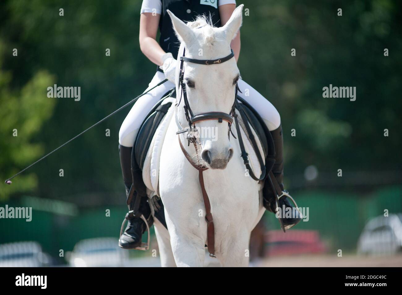 dressage (small Dof Stock Photo - Alamy
