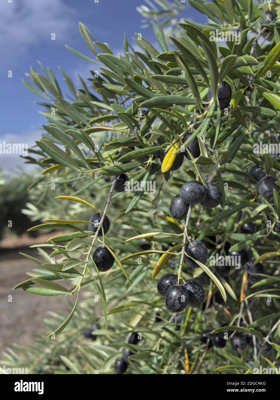 Olive tree. Olive branch with ripe olives ready for harvesting Stock ...