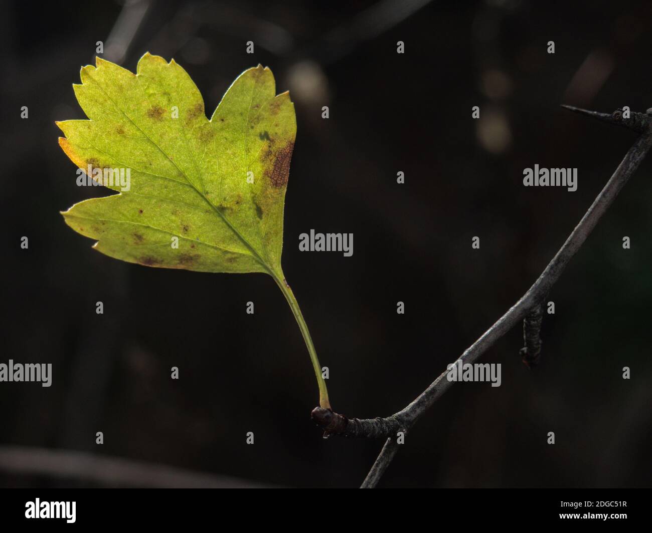 Small green leaf hi-res stock photography and images - Alamy