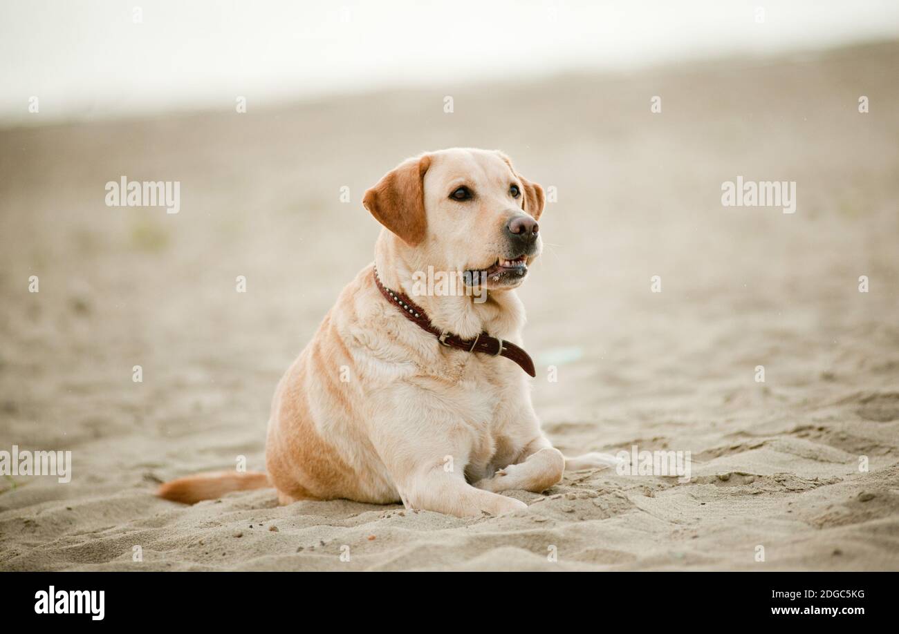 labrador laying on sand Stock Photo - Alamy