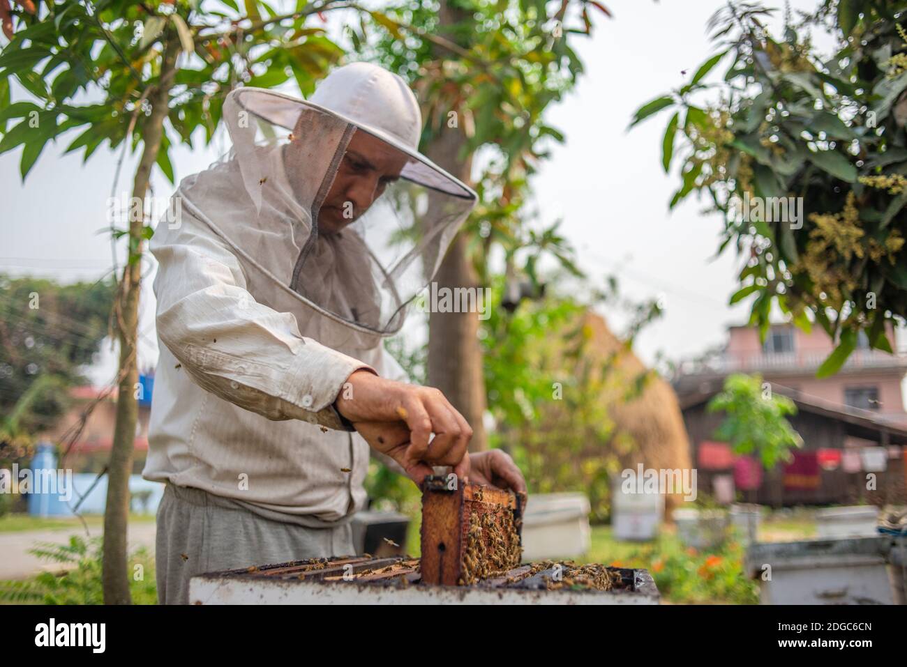 A Nepali beekeeper inspects beehives at a bee farm in Sauraha, Chitwan ...