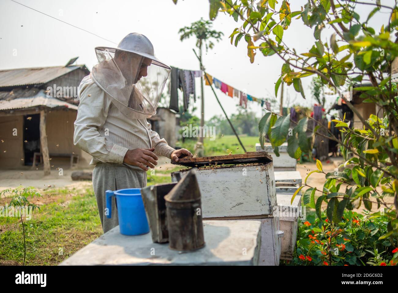 A Nepali beekeeper inspects beehives at a bee farm in Sauraha, Chitwan ...