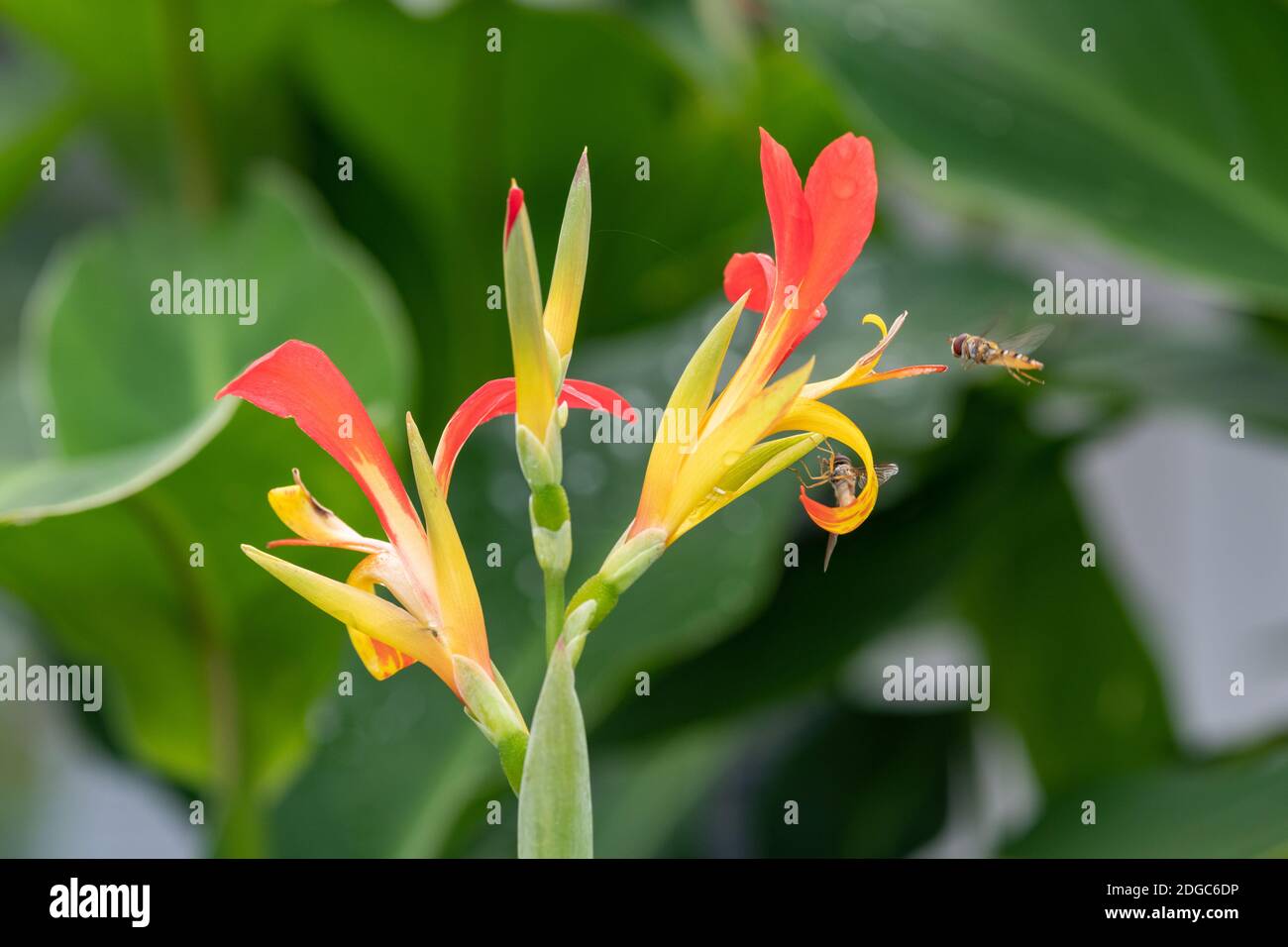 Close up of Indian shot (canna indica) flowers in bloom Stock Photo - Alamy