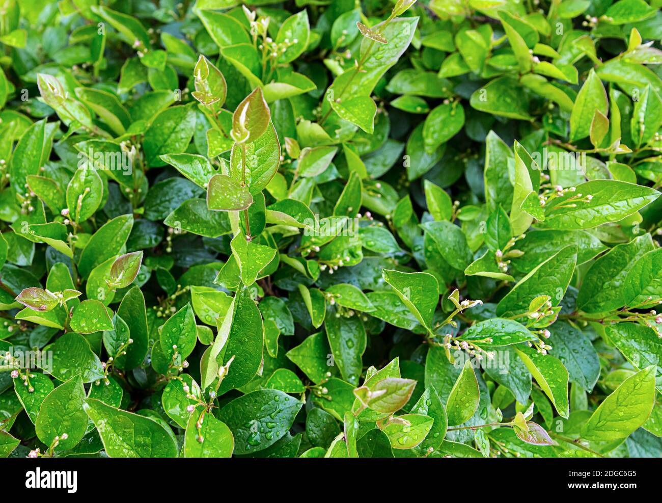 Lush green bush on the leaves of a drop of summer rain close up Stock ...