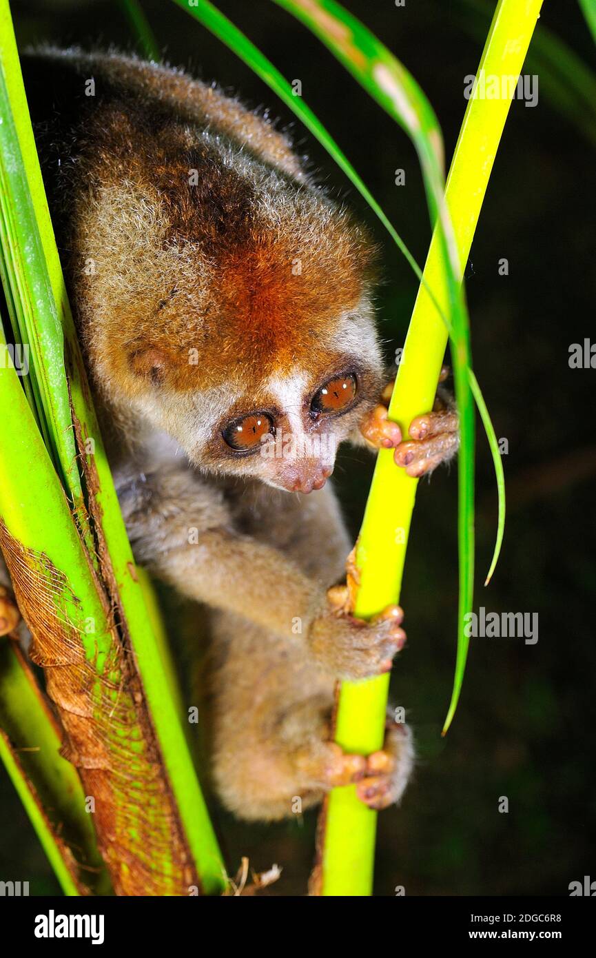 Loris Nycticebus High Resolution Stock Photography and Images - Alamy