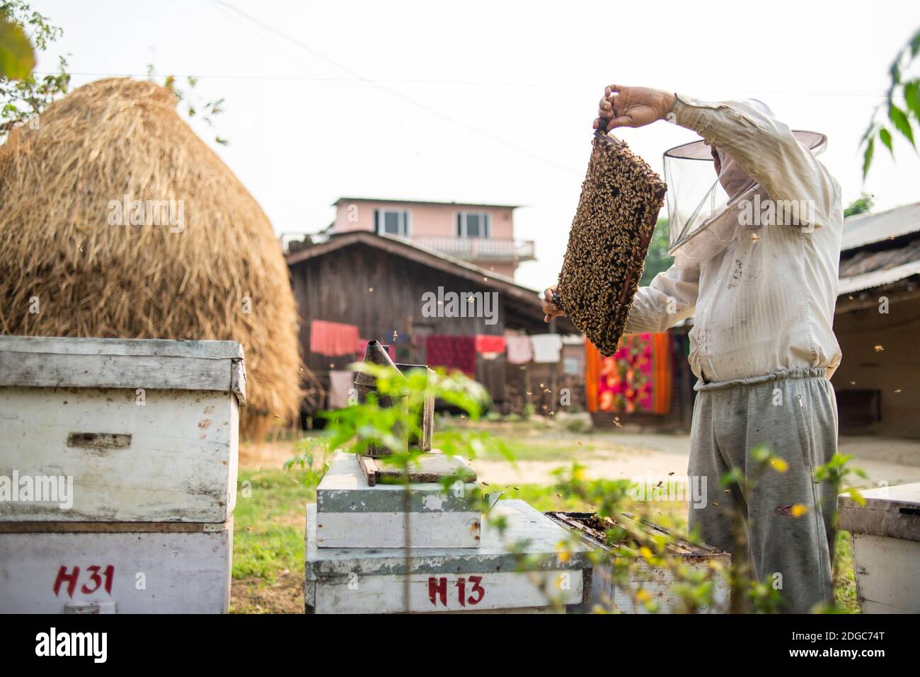 A Nepali beekeeper inspects beehives at a bee farm in Sauraha, Chitwan ...