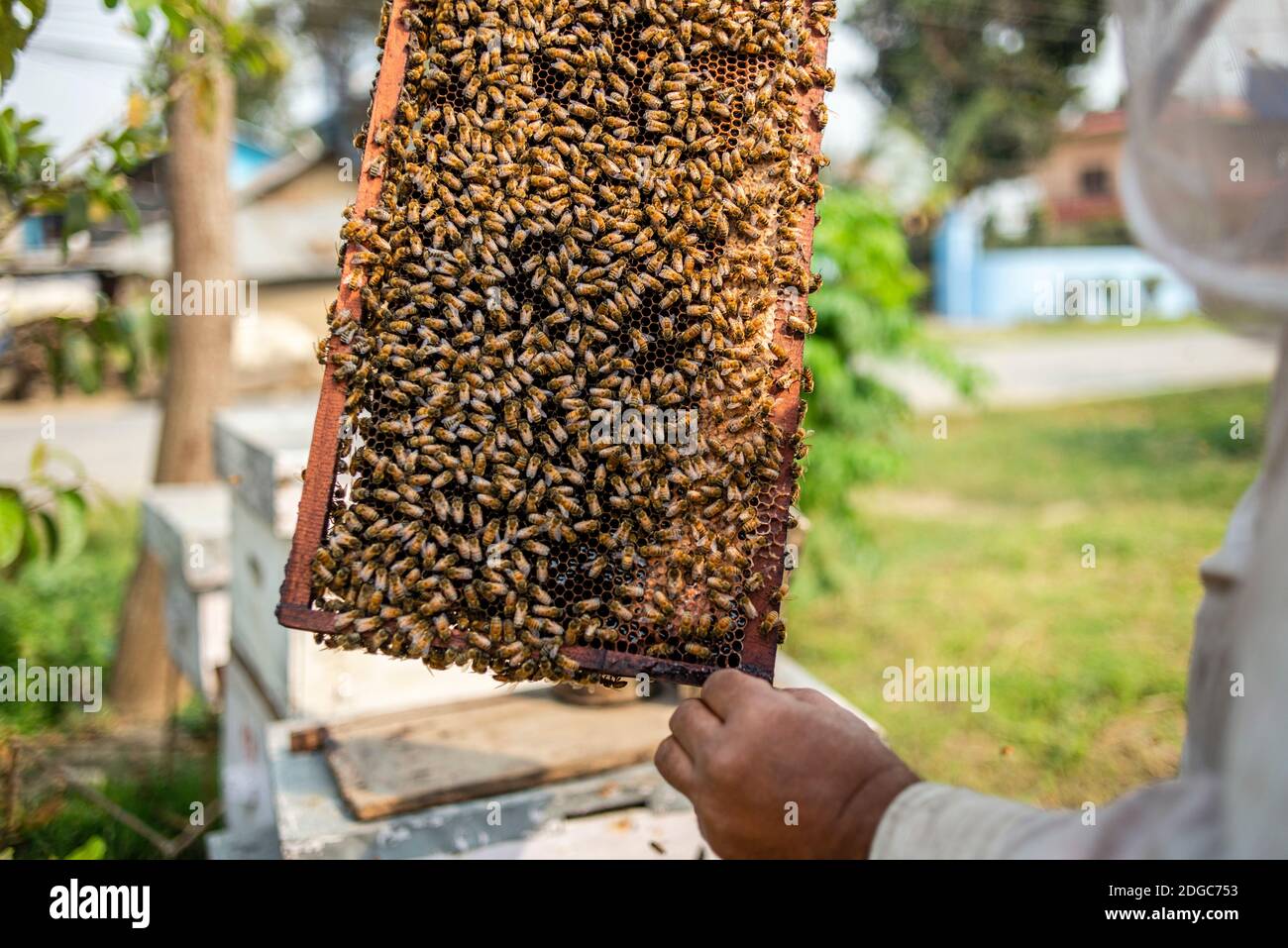 A Nepali beekeeper inspects beehives at a bee farm in Sauraha, Chitwan ...