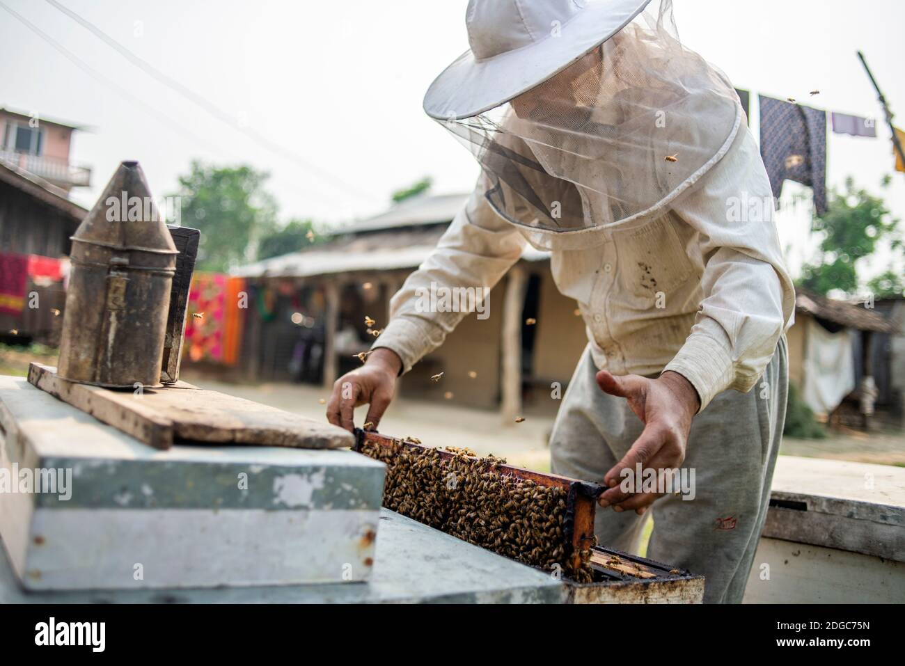 A Nepali beekeeper inspects beehives at a bee farm in Sauraha, Chitwan ...