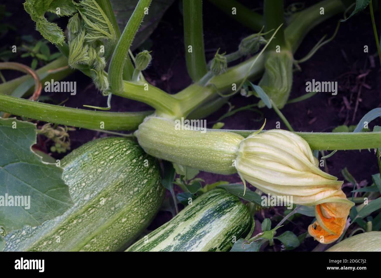 Space to grow garden hi-res stock photography and images - Alamy