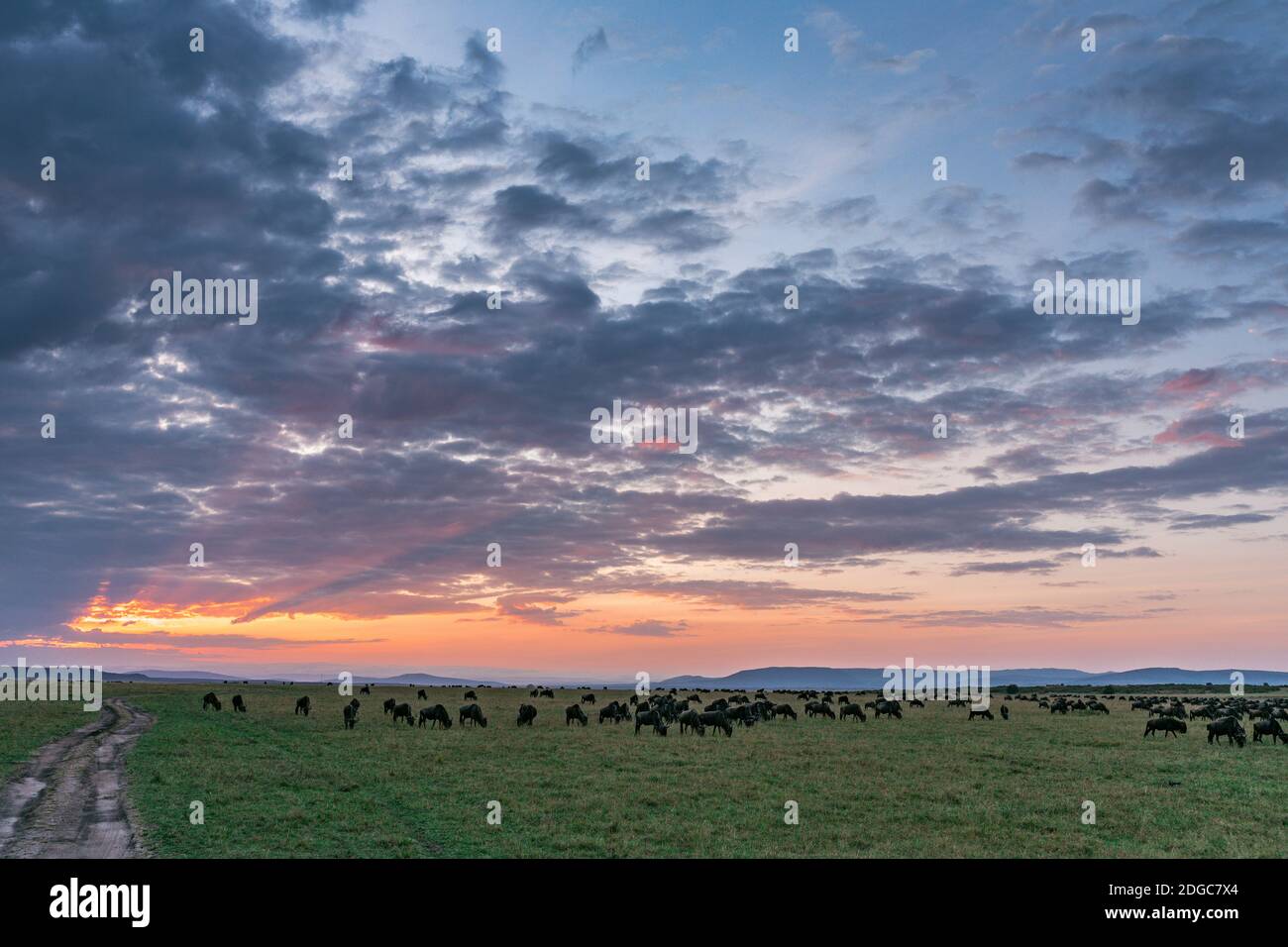 Wildlife Animals At The Maasai Mara National Reserve Park In Narok ...