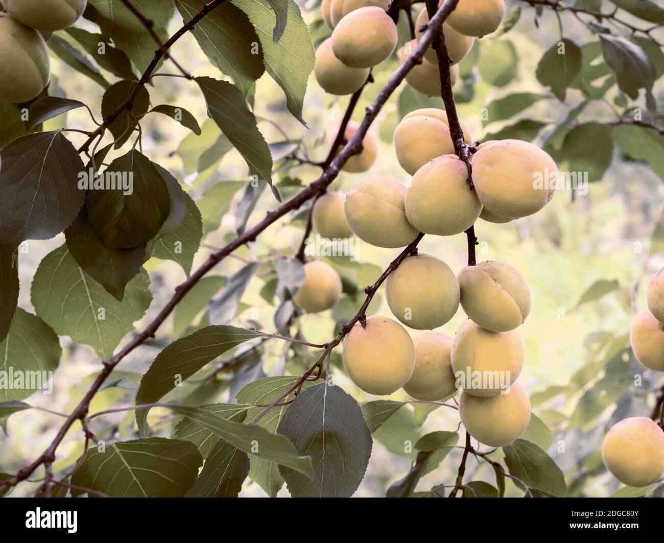 Apricot ripe tree hi-res stock photography and images - Alamy
