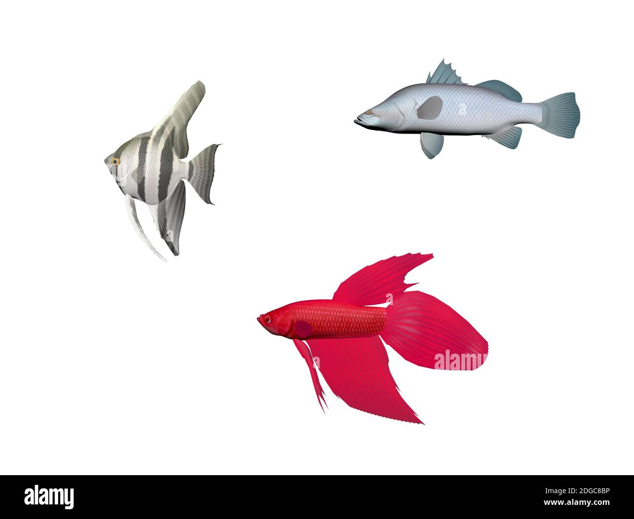Several fish colors on a white background - 3d rendering Stock Photo ...