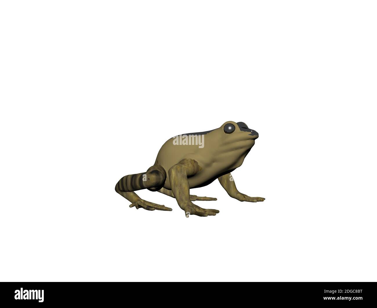 Frog green animal front view, isolated on white, shadow - 3d rendering ...
