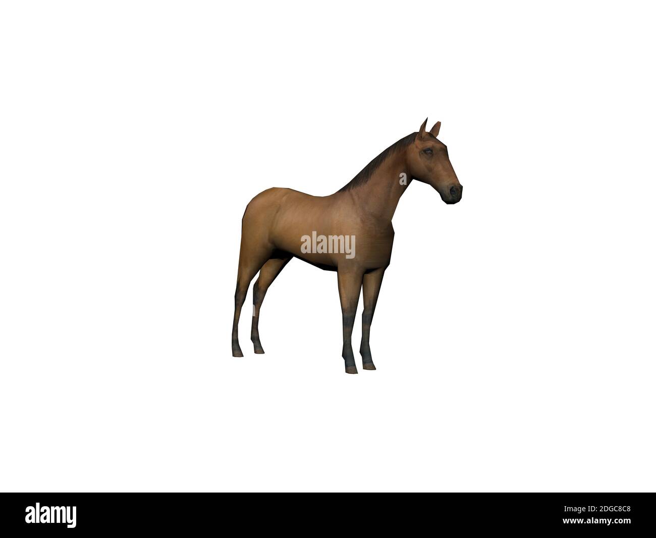 Horse front view hi-res stock photography and images - Alamy