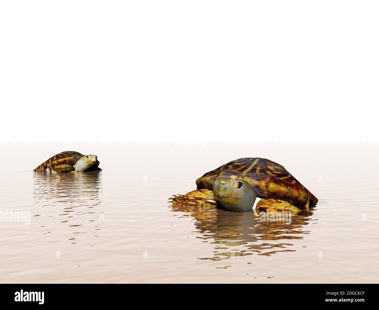 3d render tortoise hi-res stock photography and images - Alamy