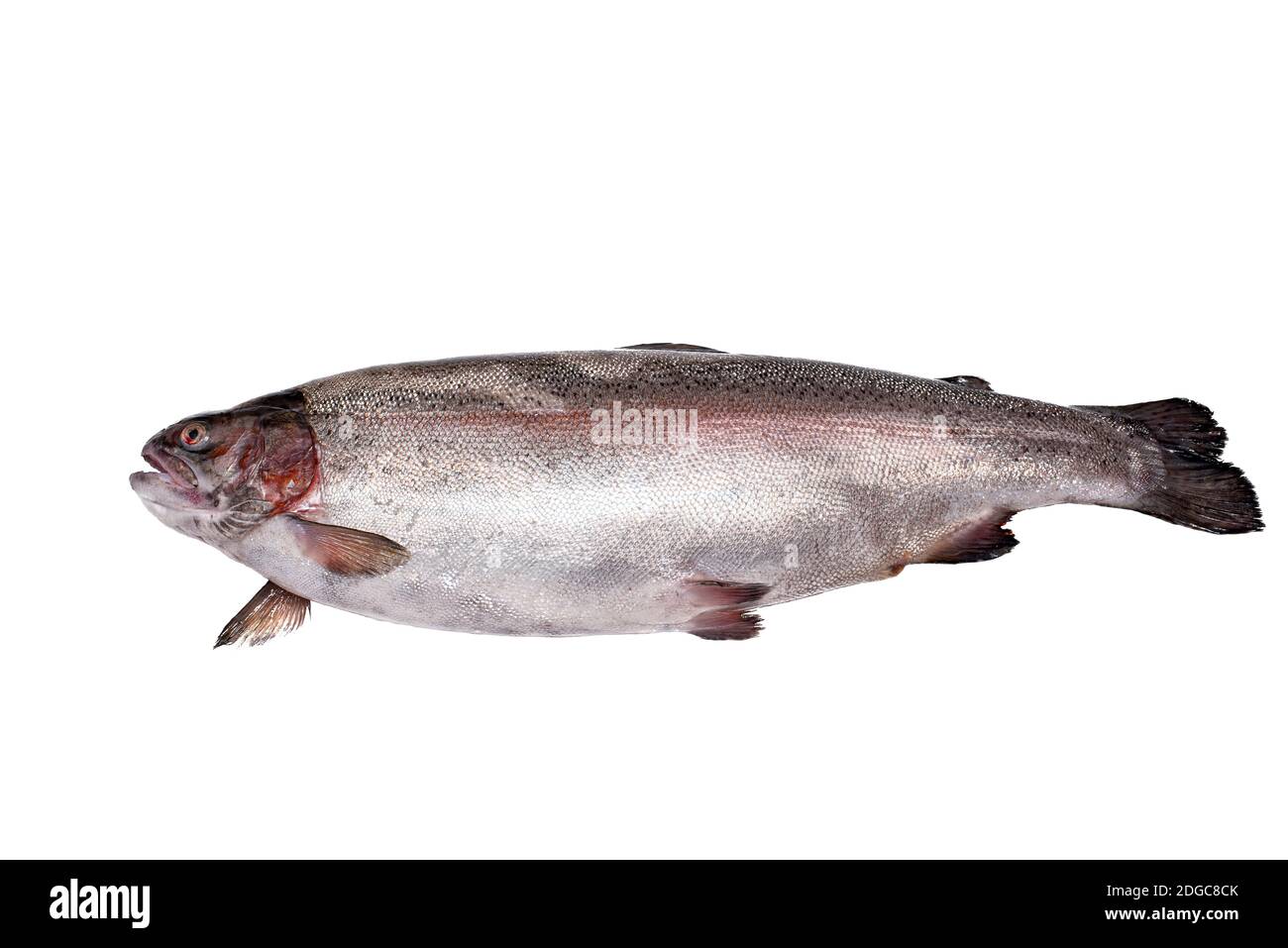 Big chinook salmon hi-res stock photography and images - Alamy
