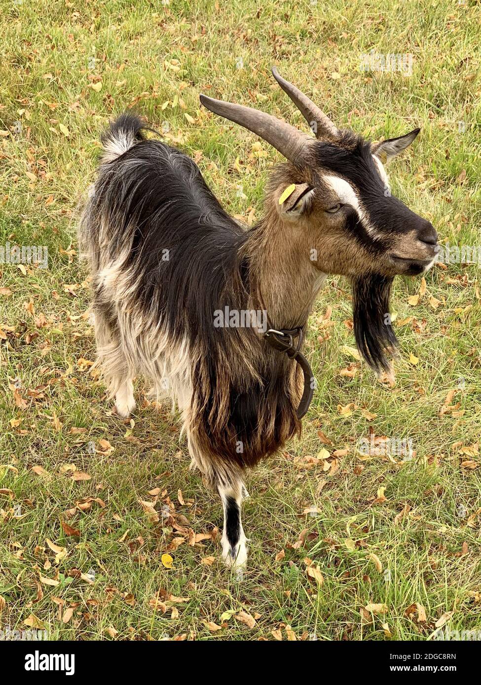 A cute goat with two horns on the farm Stock Photo - Alamy