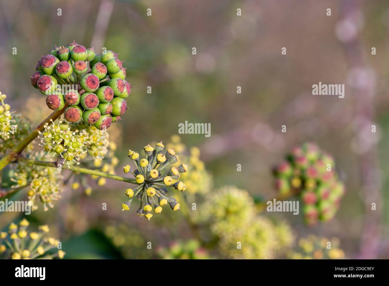 Close up of unripe common ivy (hedera helix) berries Stock Photo - Alamy