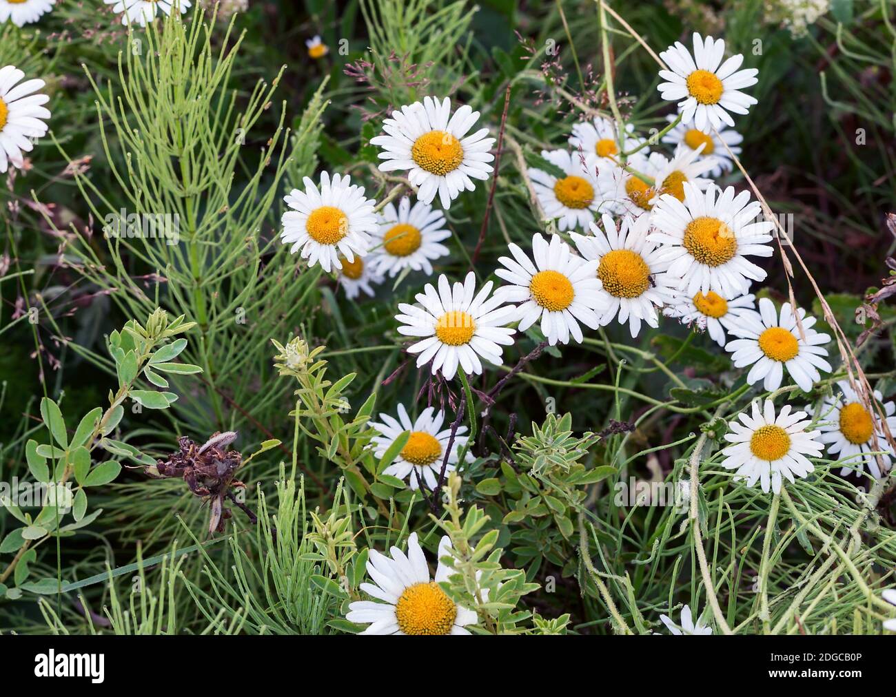 Beautiful flowers with leaves hi-res stock photography and images - Alamy