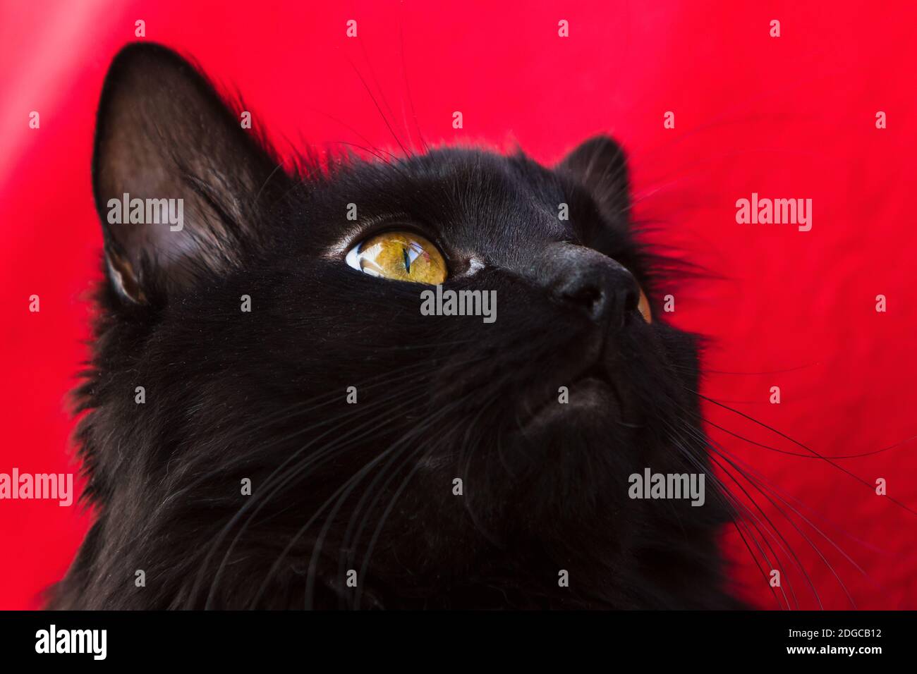 Black Cat With Red Eyes Wallpaper