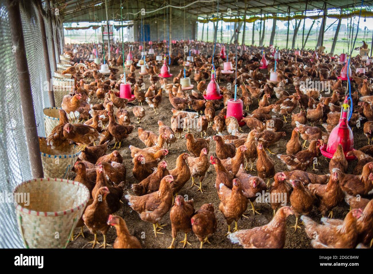 Chicken farm in Chitwan National Park, Nepal Stock Photo - Alamy