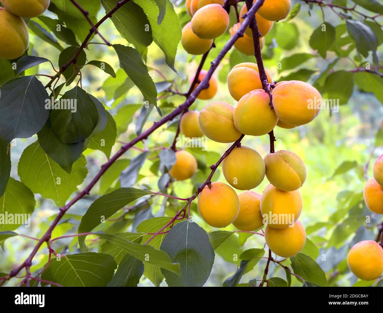 Branches of apricot fruit hi-res stock photography and images - Alamy