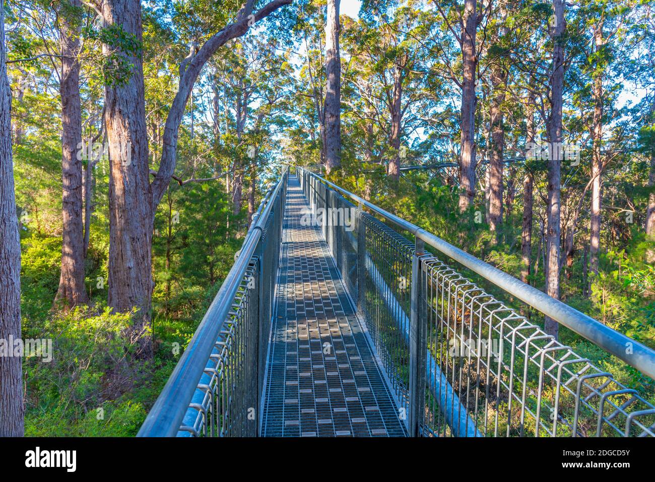 Valley of the giants tree top walk in australia Stock Photo - Alamy