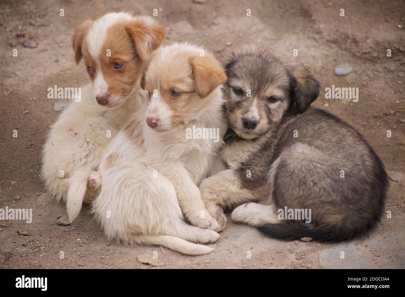 Indian puppies hi-res stock photography and images - Alamy