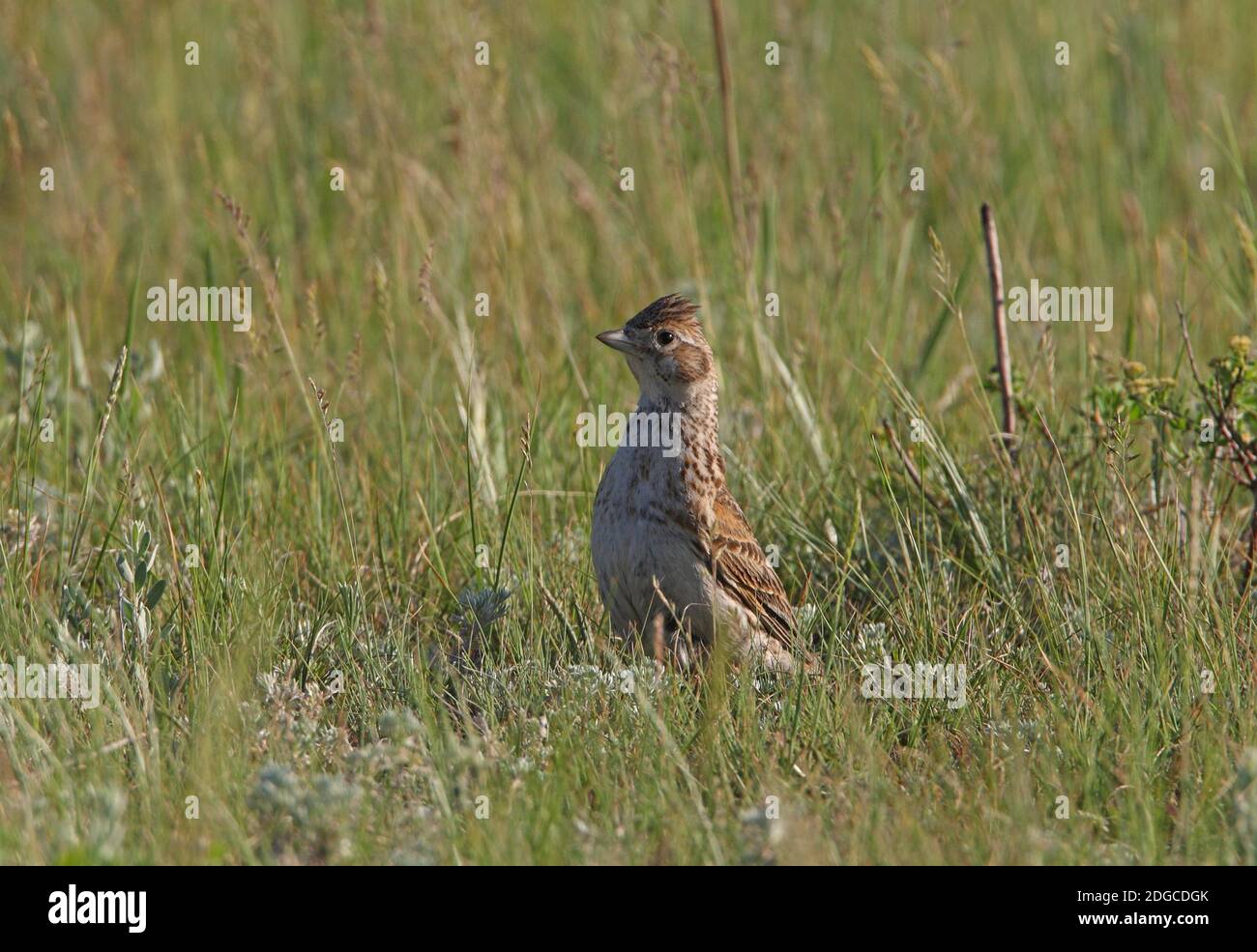 White-winged Lark (Melanocorypha leucoptera) female standing erect on ...