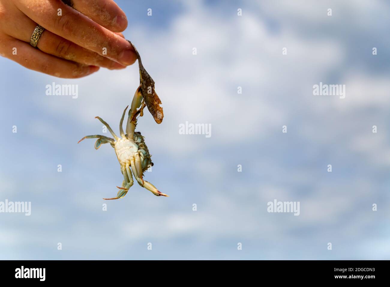 Gray crab caught claws and hangs on a stick held by a female hand ...