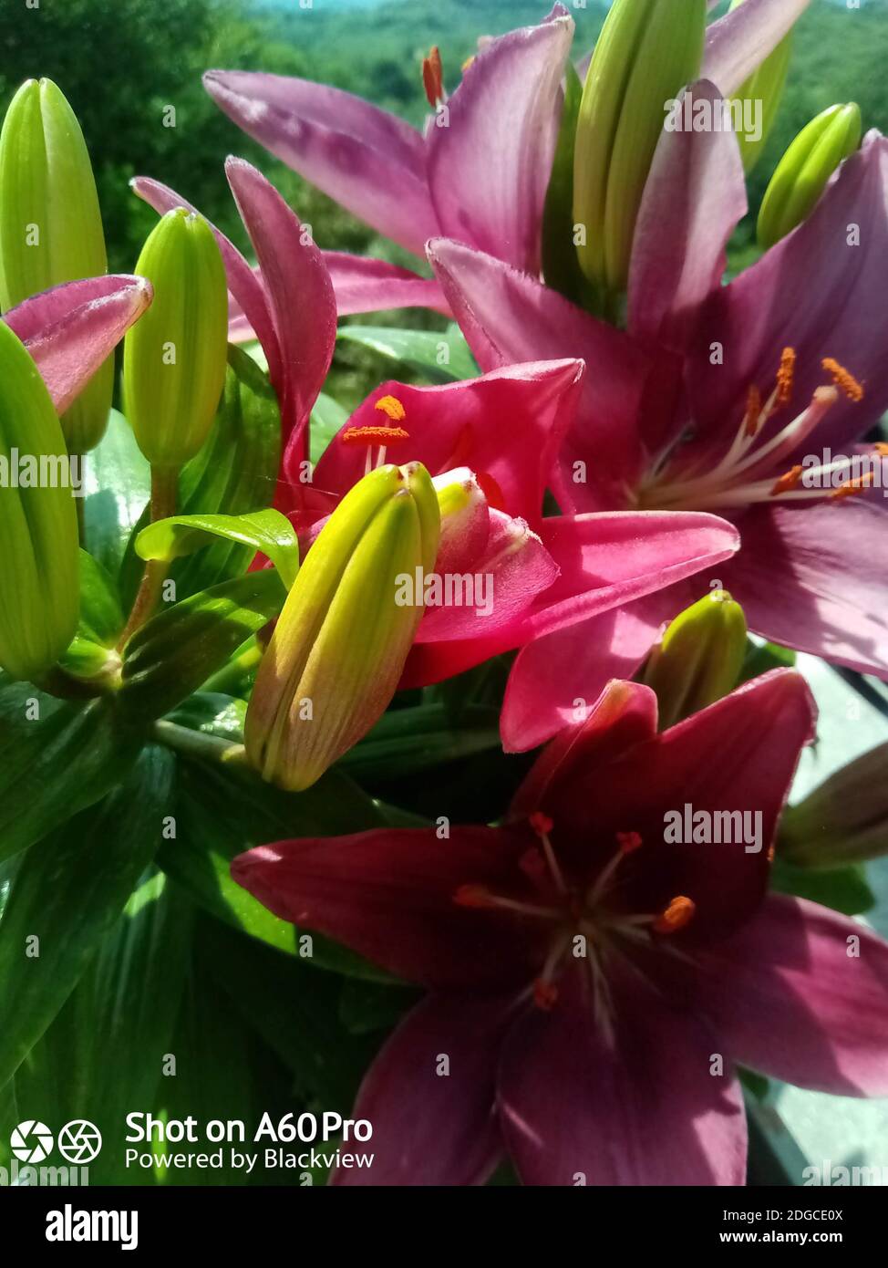 beautiful bloom of pink lilium Stock Photo - Alamy