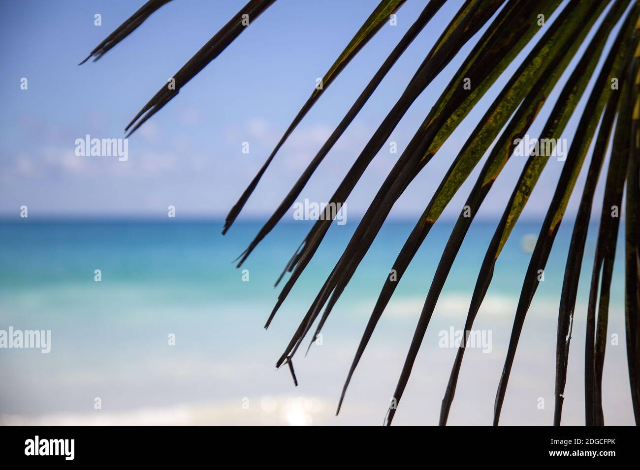Palm leaf beach Stock Photo - Alamy