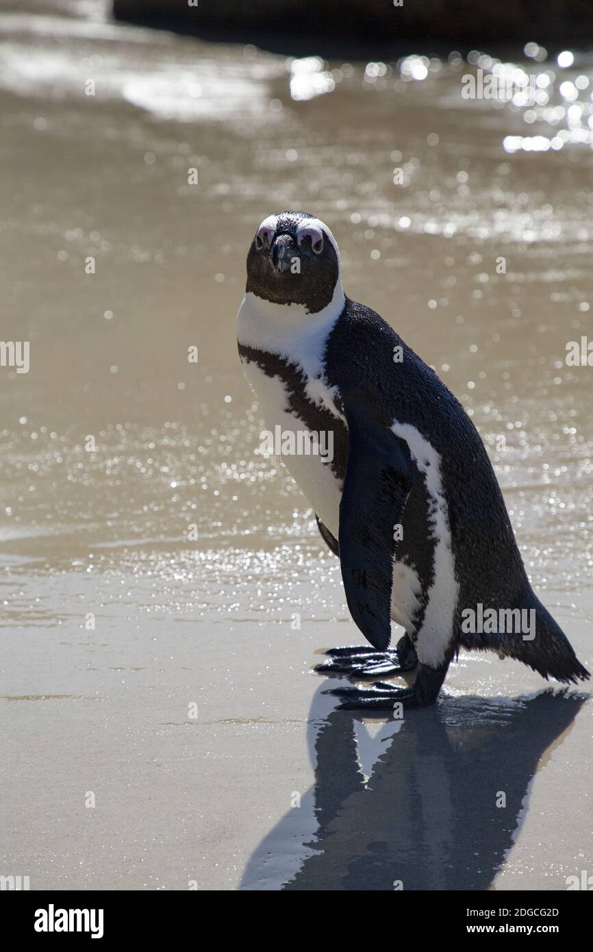 Penguin beach with hi-res stock photography and images - Alamy
