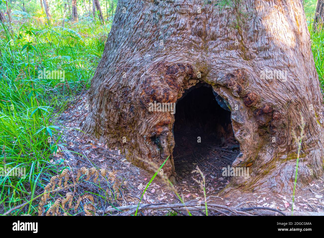 Hole in the trunk of a tingle tree caused by a bush fire at the valley ...
