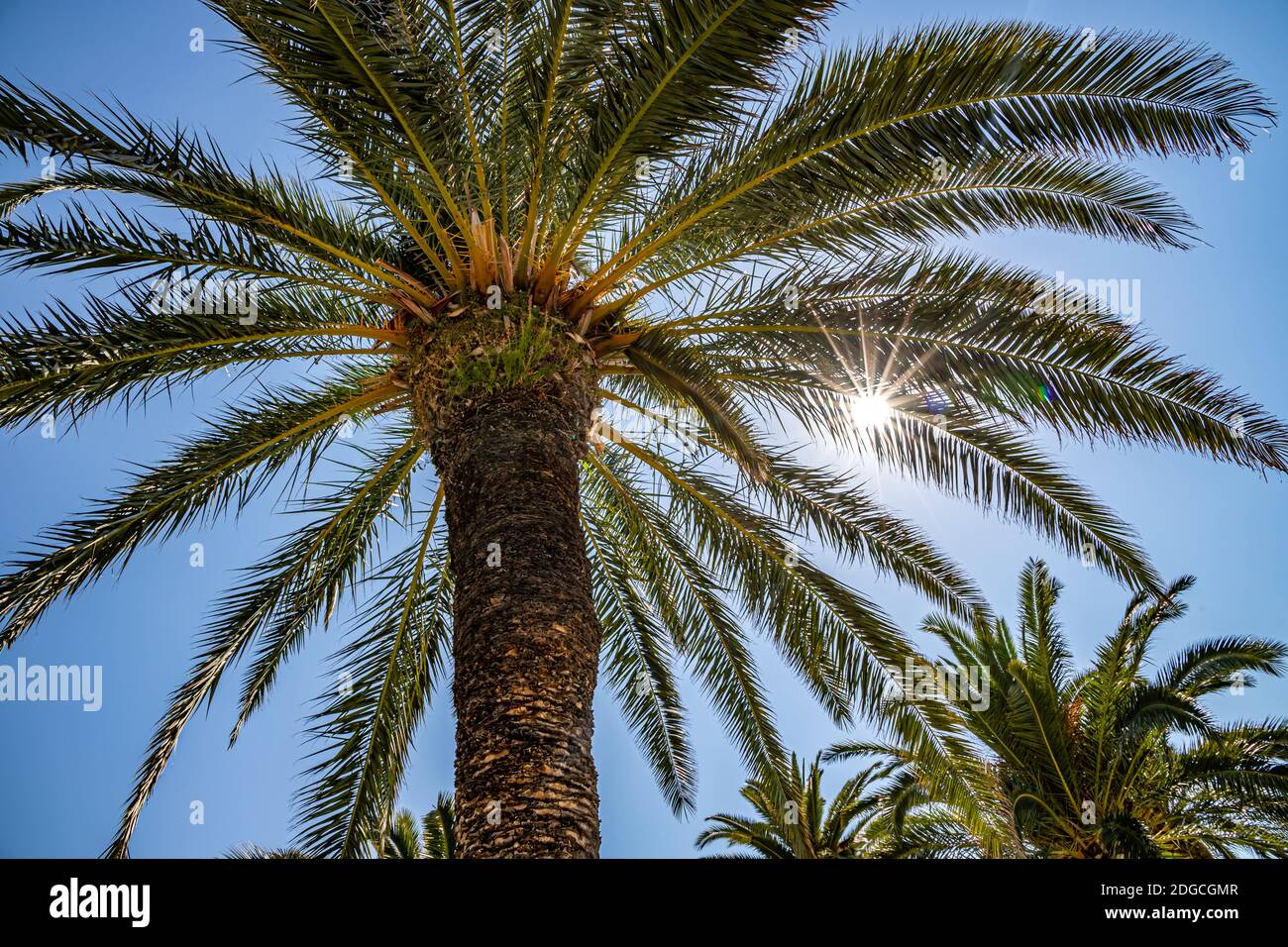 Split palm leaves hi-res stock photography and images - Alamy